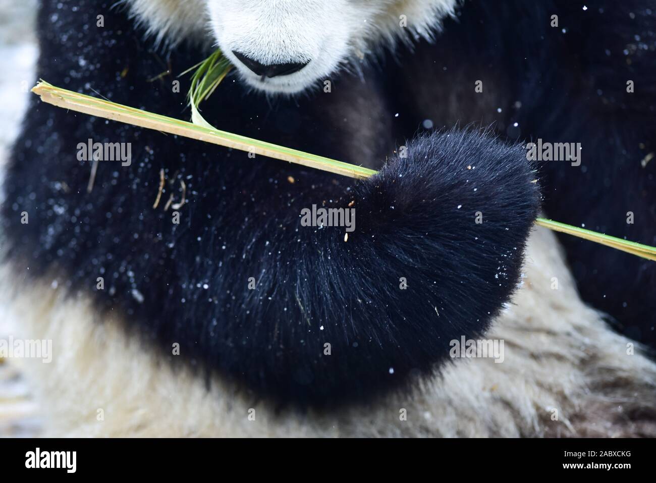 Xining, China's Qinghai Province. 29th Nov, 2019. A giant panda eats ...