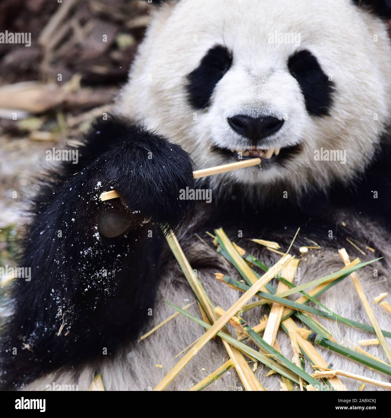 Xining, China's Qinghai Province. 29th Nov, 2019. A giant panda eats ...