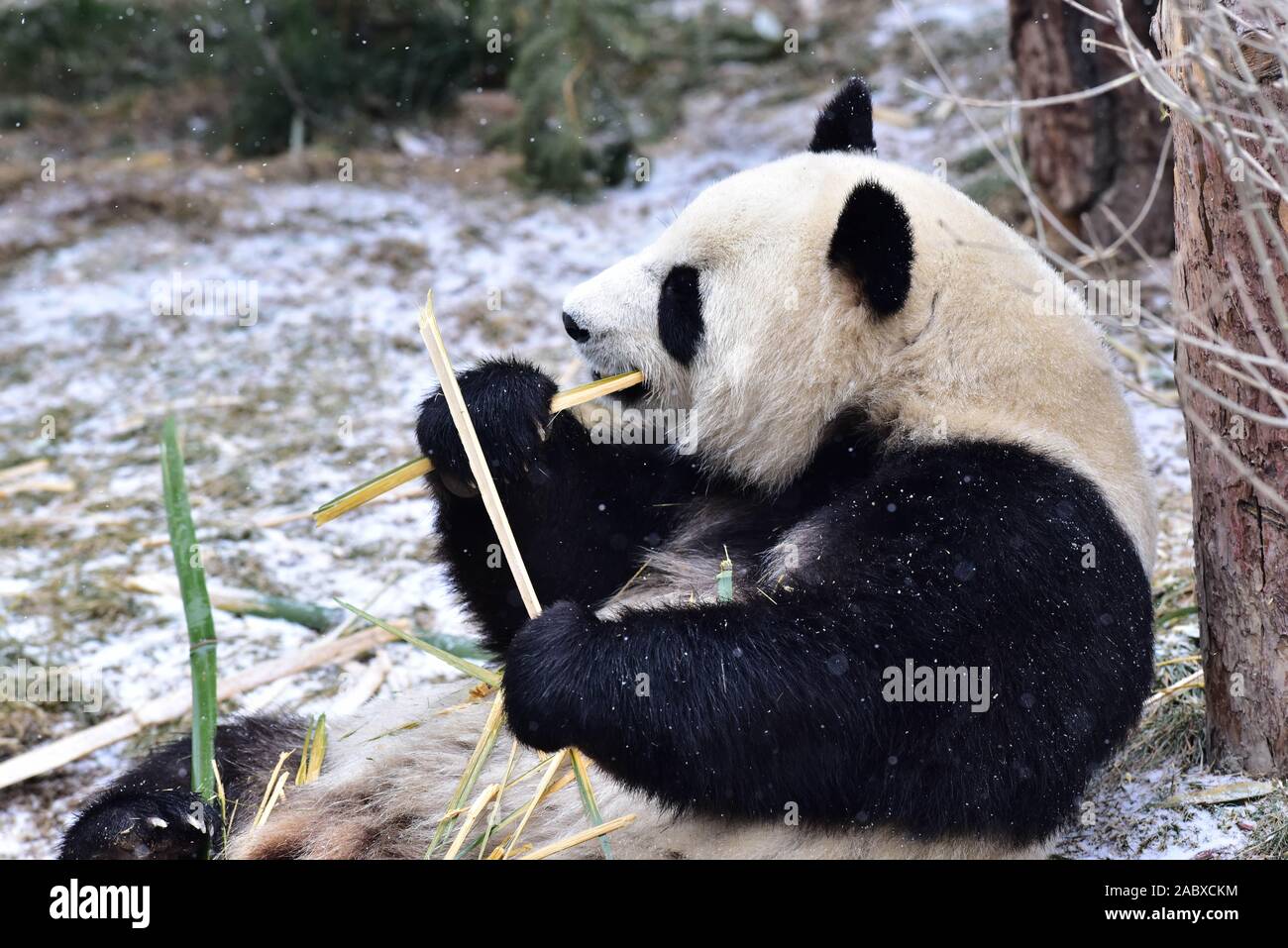Xining, China's Qinghai Province. 29th Nov, 2019. A giant panda eats ...