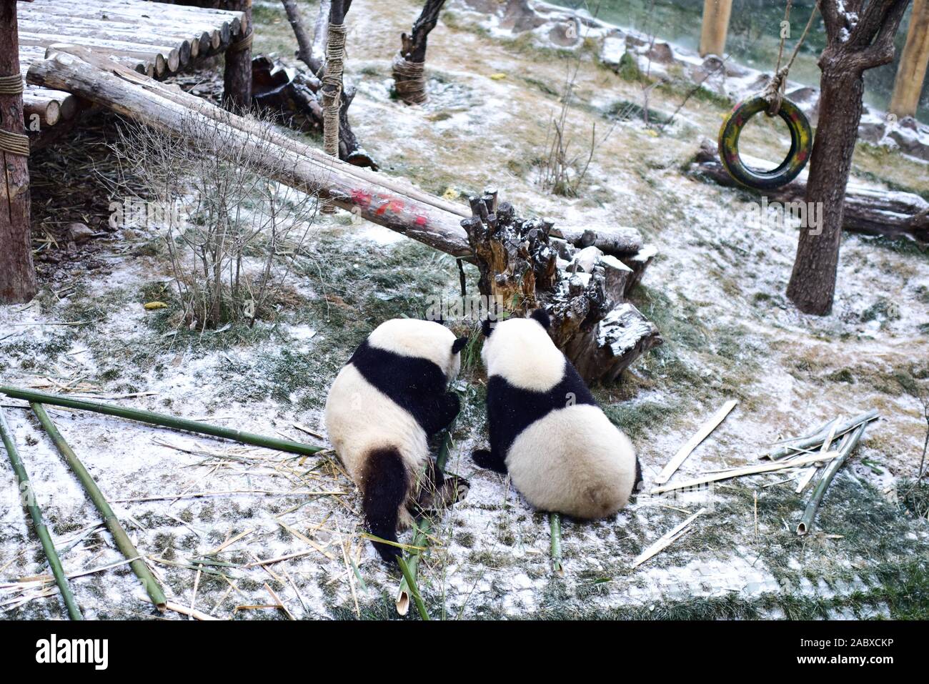 Xining, China's Qinghai Province. 29th Nov, 2019. Two giant pandas eat ...