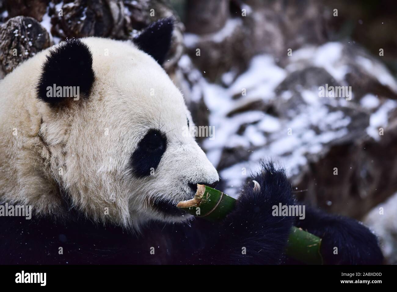 Xining, China's Qinghai Province. 29th Nov, 2019. A giant panda eats ...