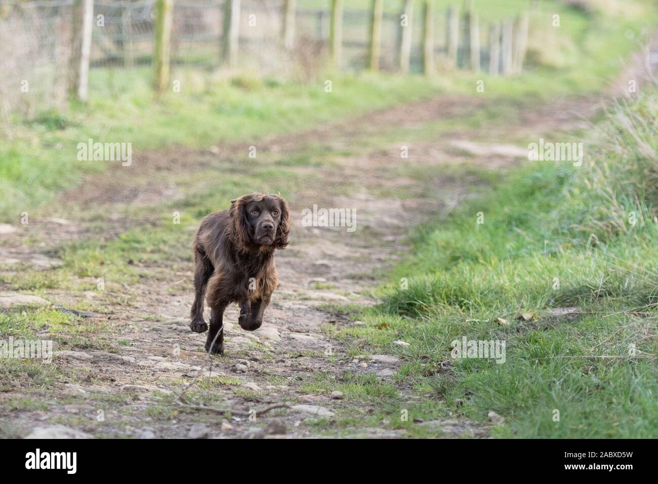 chocolate cocker spaniel Stock Photo - Alamy