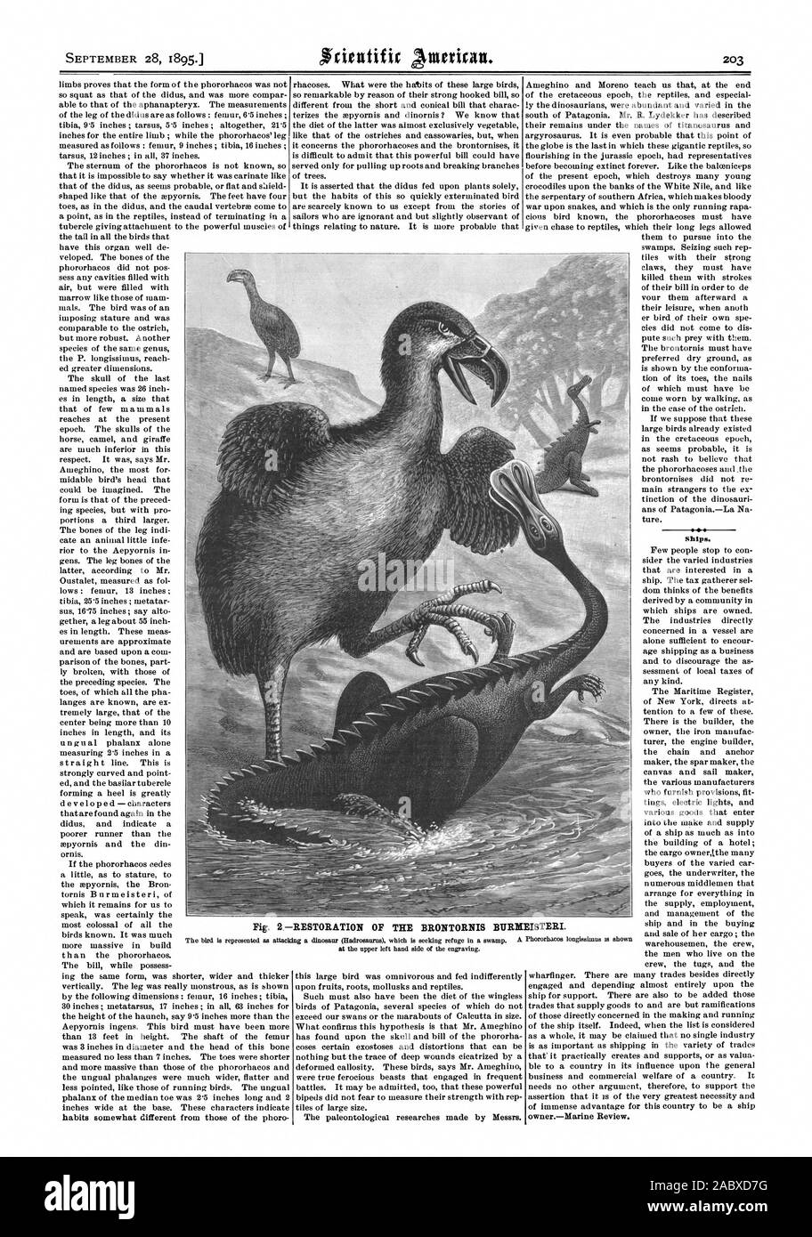 Ships. Fig. 2RESTORATION OF THE BRONTORNIS BURKEISTERI., scientific ...