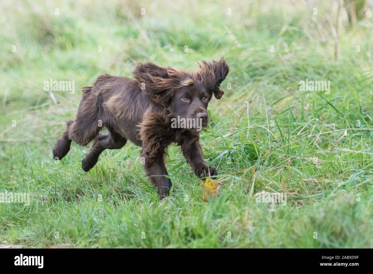 chocolate cocker spaniel Stock Photo - Alamy