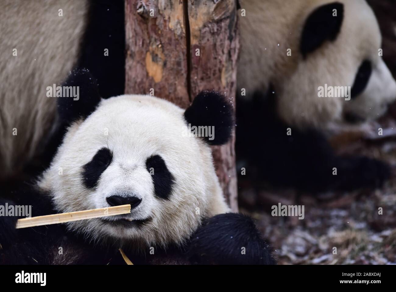 Xining, China's Qinghai Province. 29th Nov, 2019. A giant panda eats ...