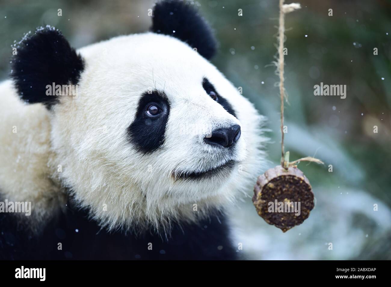 Xining, China's Qinghai Province. 29th Nov, 2019. A giant panda looks ...