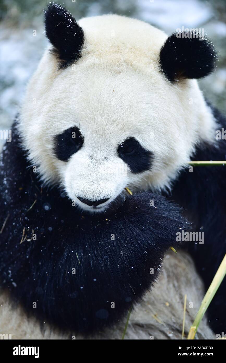 Xining, China's Qinghai Province. 29th Nov, 2019. A giant panda eats ...