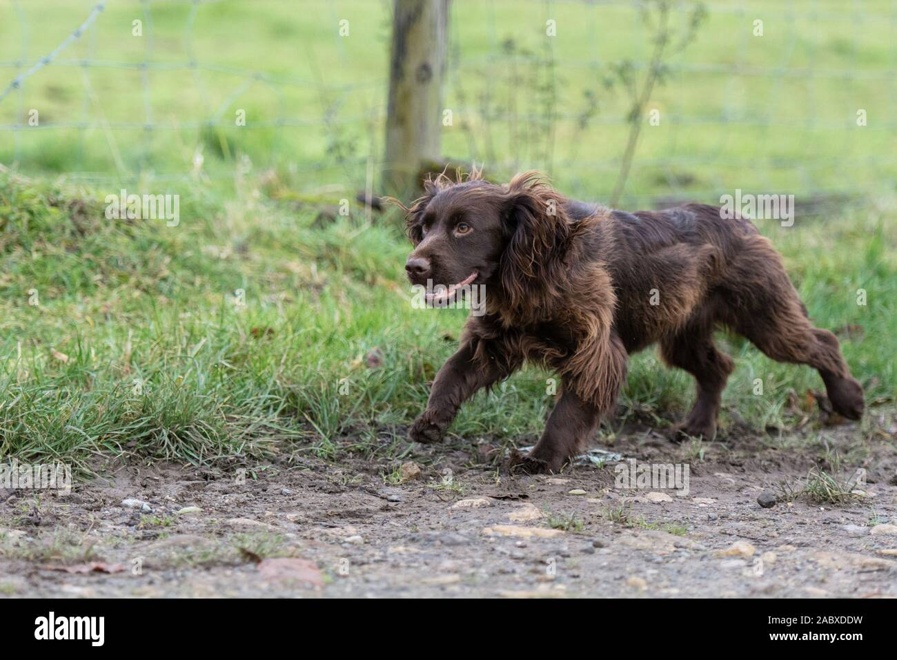 Chocolate cocker spaniel hi-res stock photography and images - Alamy