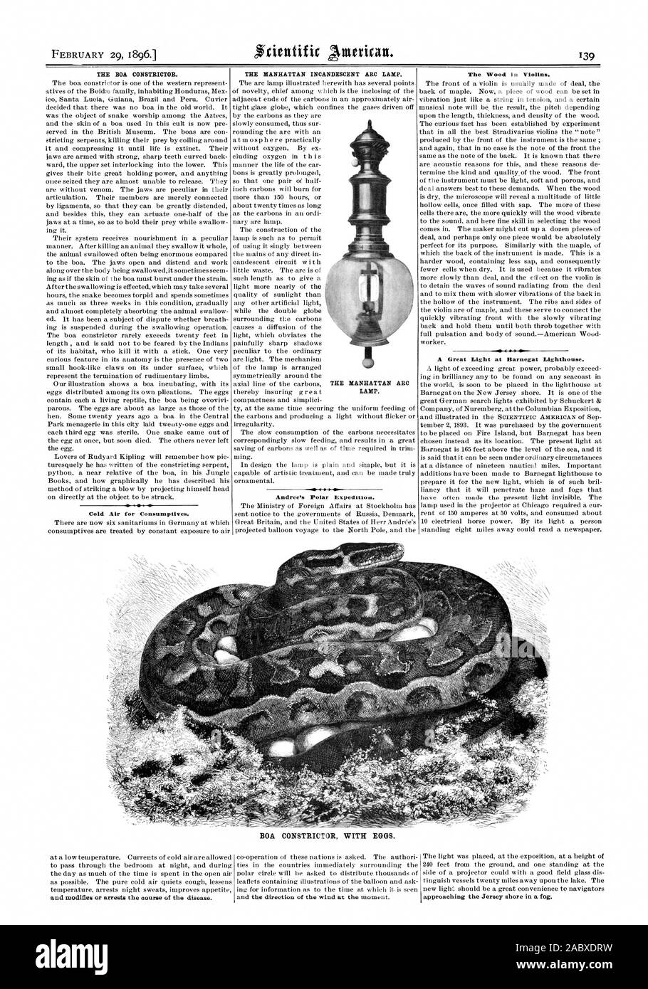 Boa constrictor Black and White Stock Photos & Images - Alamy