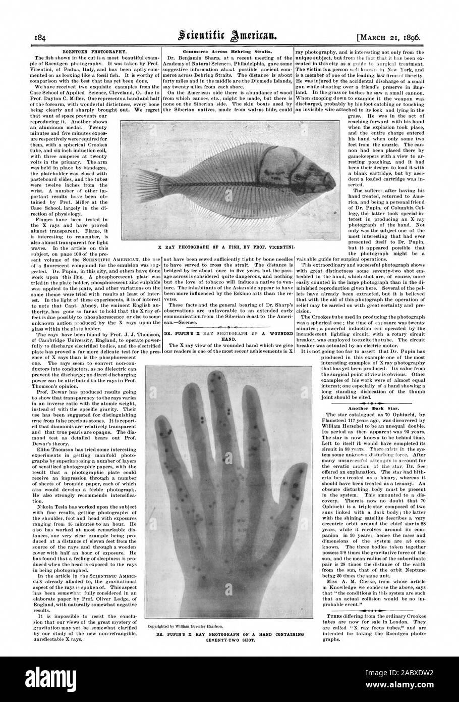 X Ray Fish Facts For Kids What Is An X Ray Fish? | Wonderopolis