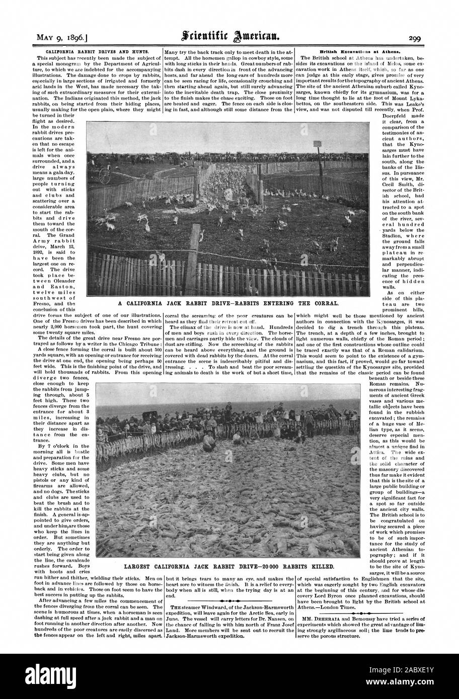 Jack rabbit drive rabbits entering british excavations hi-res stock ...