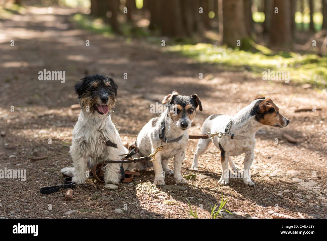 Cute small obedient Jack Russell Terrier dogs in the forest on a path ...