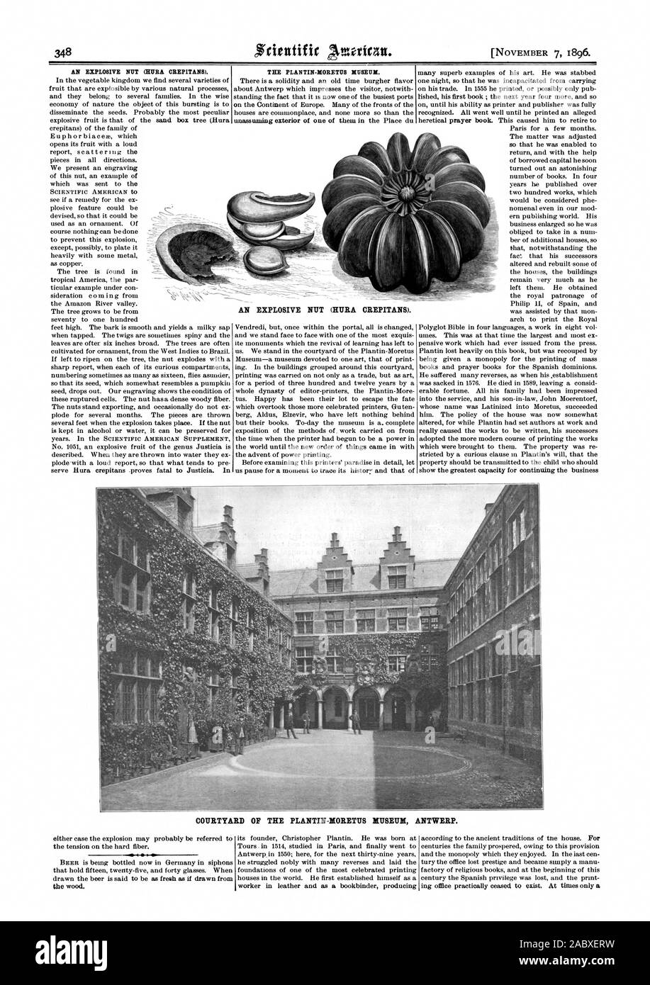 AN EXPLOSIVE NUT (KURA CREPITANS). AN EXPLOSIVE NUT (HURA CREPITANS ...