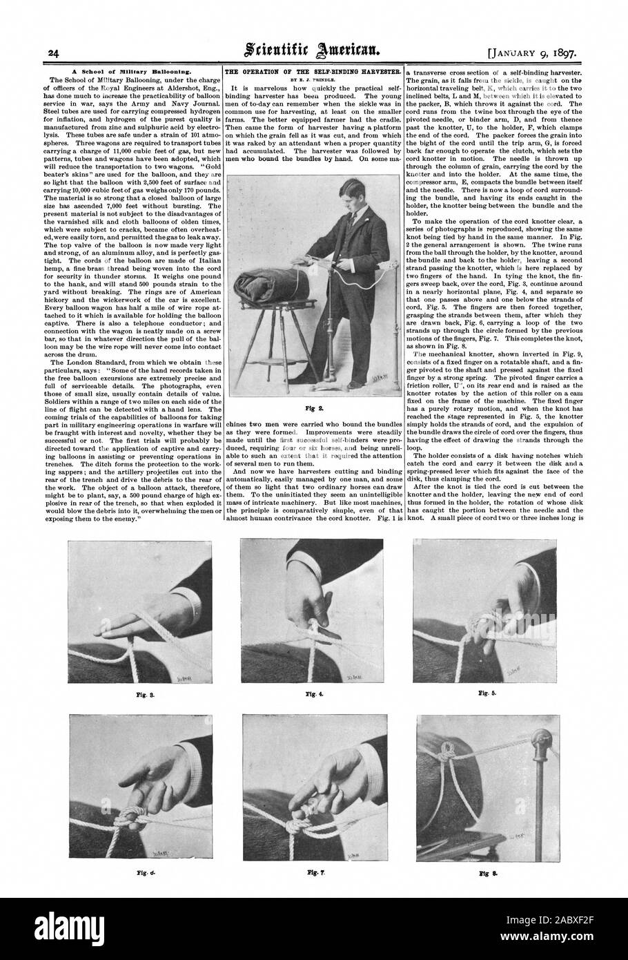 Fig 3 4 Cut Out Stock Images & Pictures - Alamy