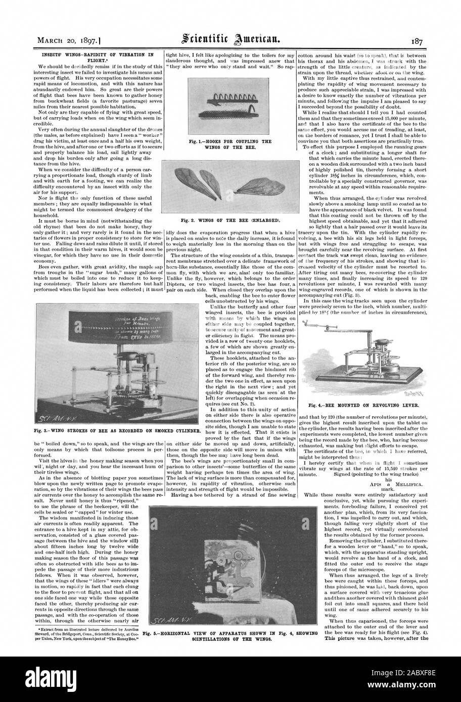 INSECTS' WINGS—RAPIDITY OF VIBRATION IN FLIGHT. ck 01 .3te.s Fig. 3WING ...