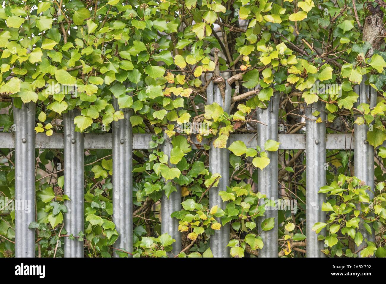 Sunlit metal railings with hanging trailing Common Ivy / Hedera helix ...