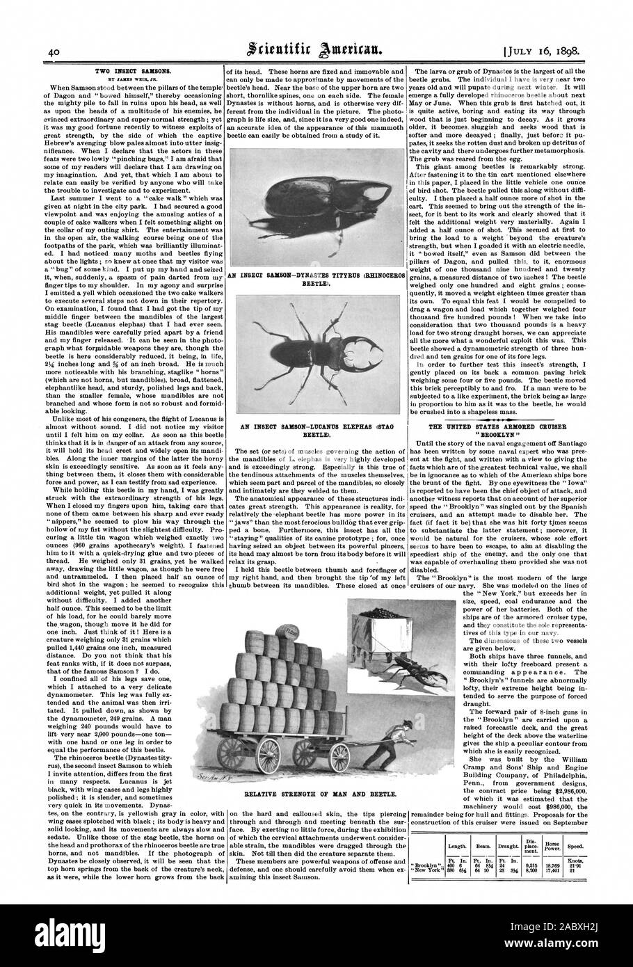 TWO INSECT SADISONS. BY JANICE WEIR JR. AN INSECT SAMSON—DYNASTES ...