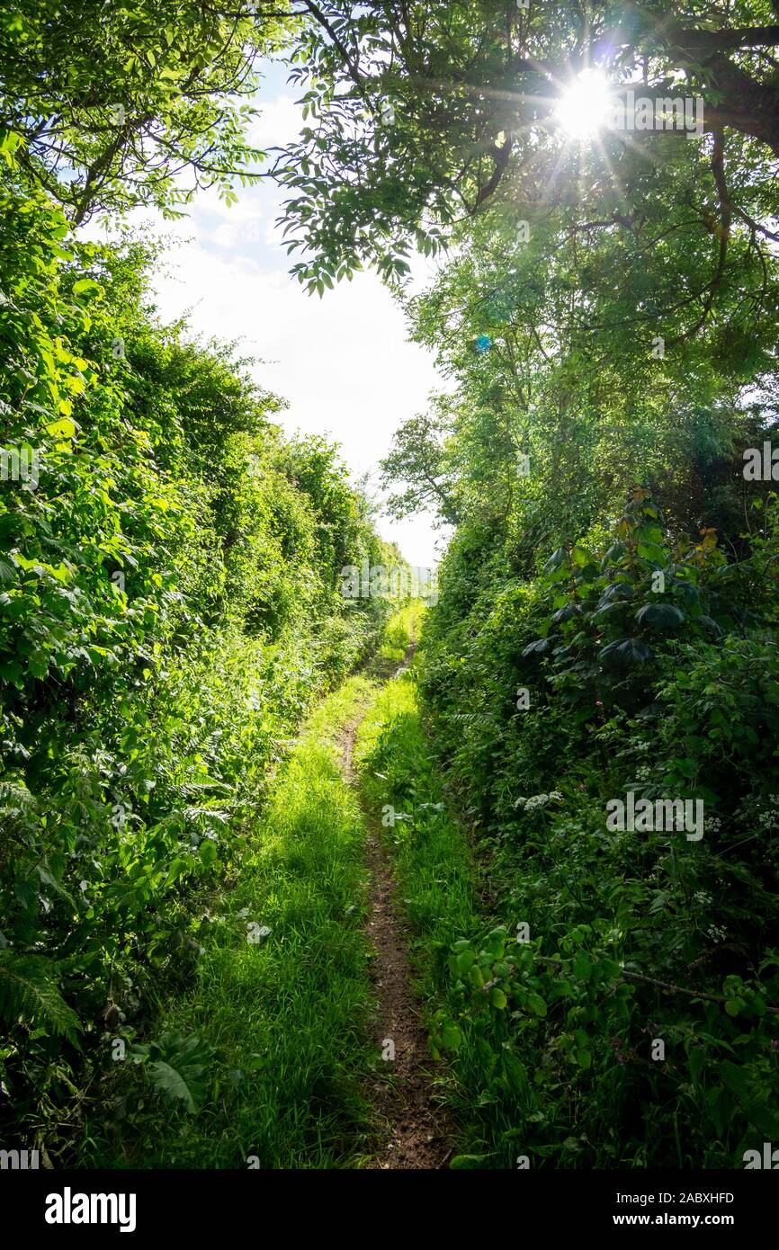 Ancient Holloway green lane near Chivelstone, Devon in early summer ...