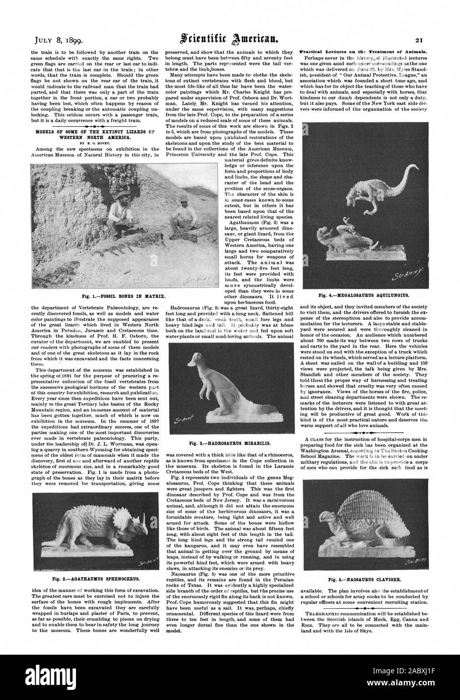 North american lizards Black and White Stock Photos & Images - Alamy