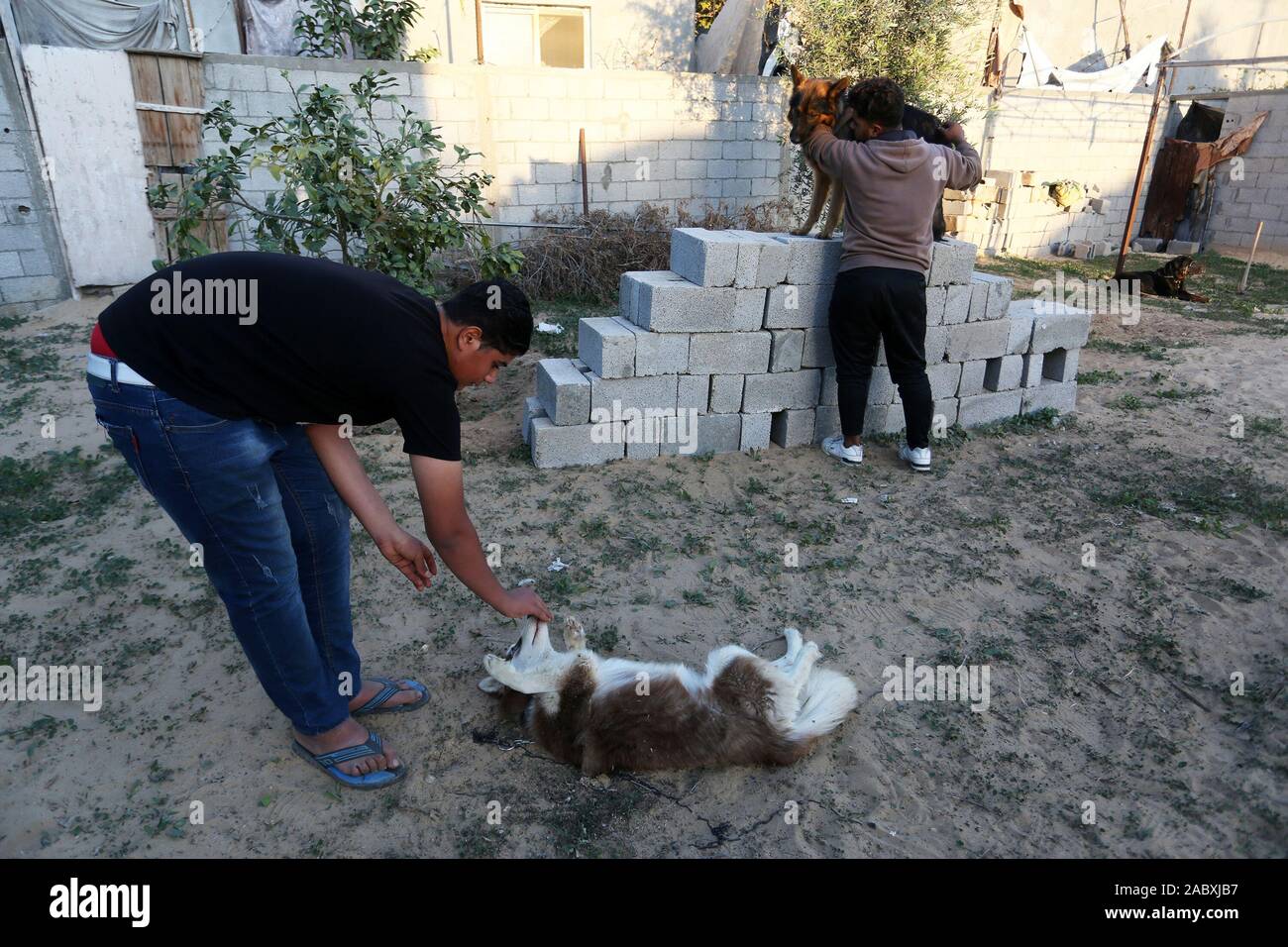 Palestinian train dogs a the yard in the southern Gaza Strip, on Nov 28 ...