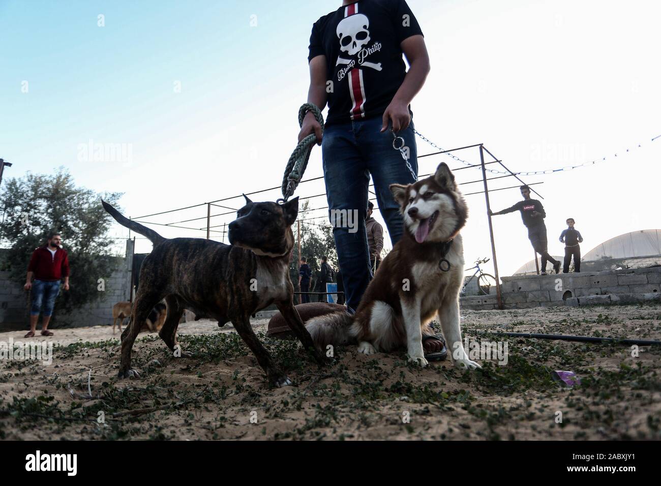 Palestinian train dogs a the yard in the southern Gaza Strip, on Nov 28 ...