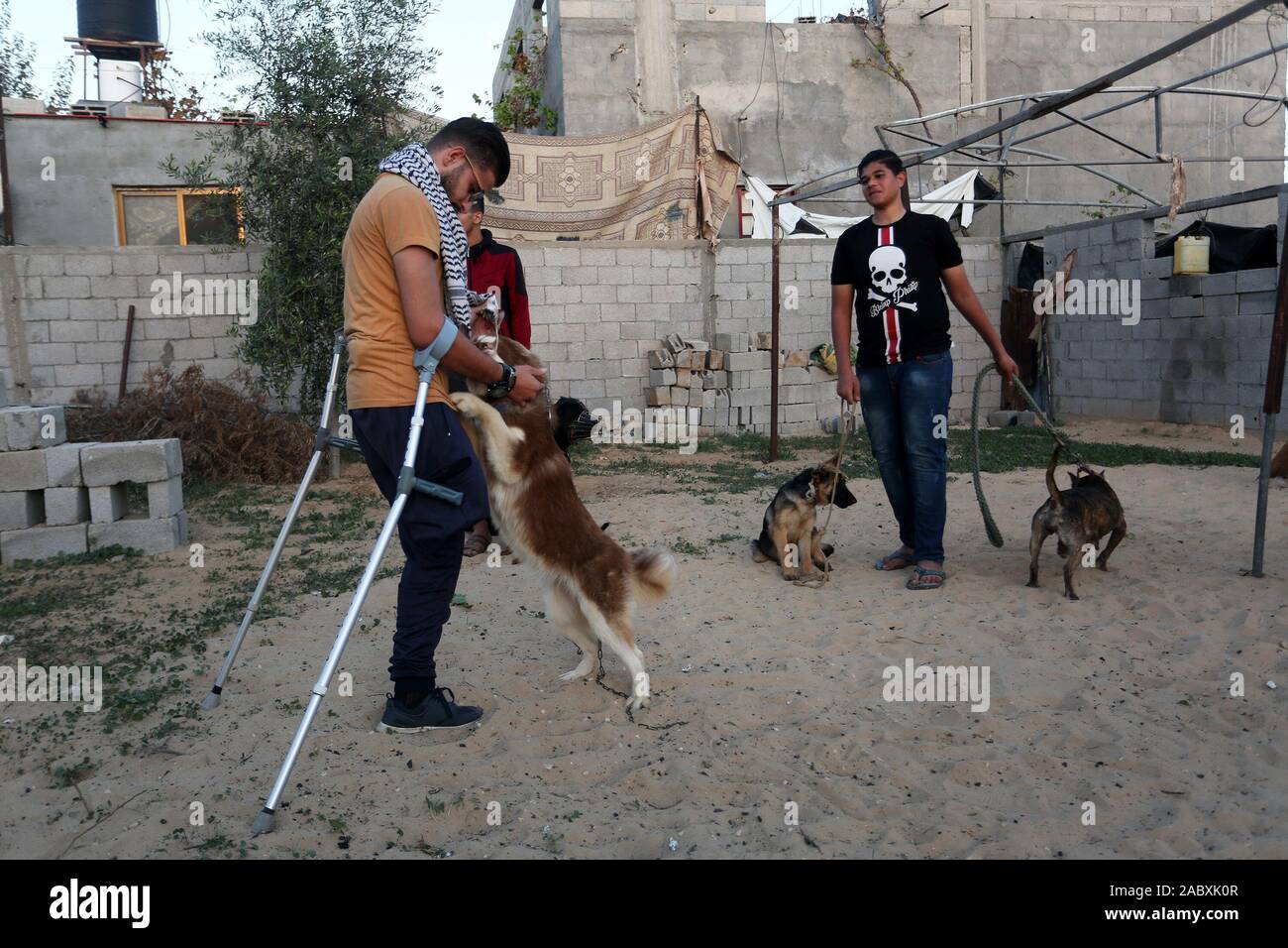 Palestinian train dogs a the yard in the southern Gaza Strip, on Nov 28 ...