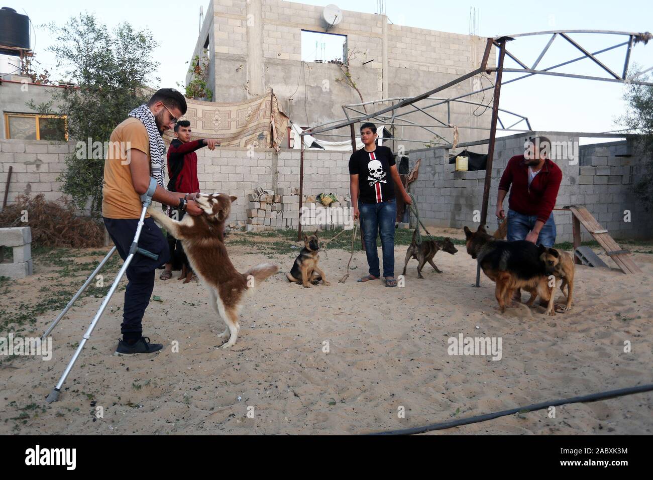 Palestinian train dogs a the yard in the southern Gaza Strip, on Nov 28 ...