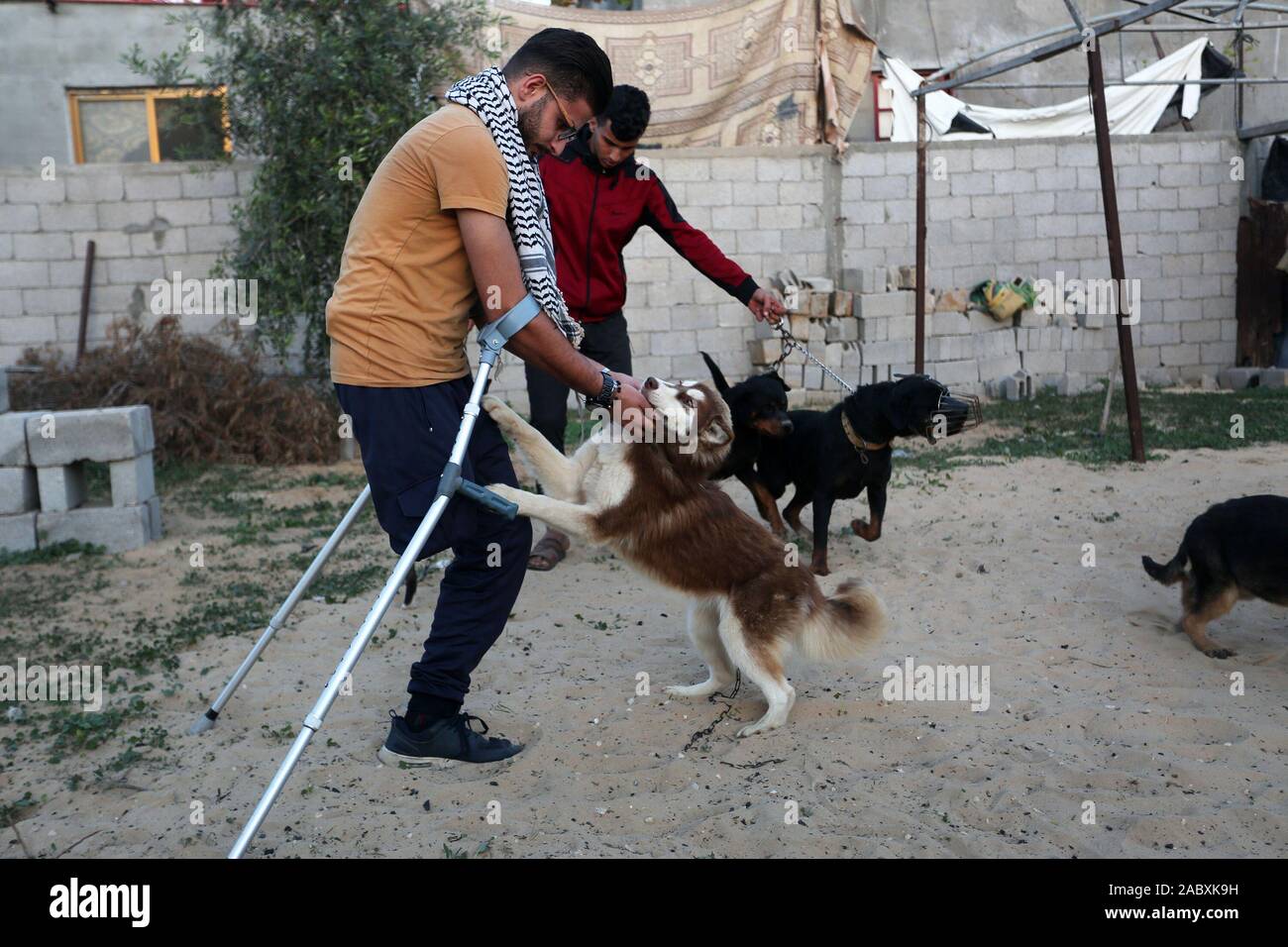 Palestinian train dogs a the yard in the southern Gaza Strip, on Nov 28 ...