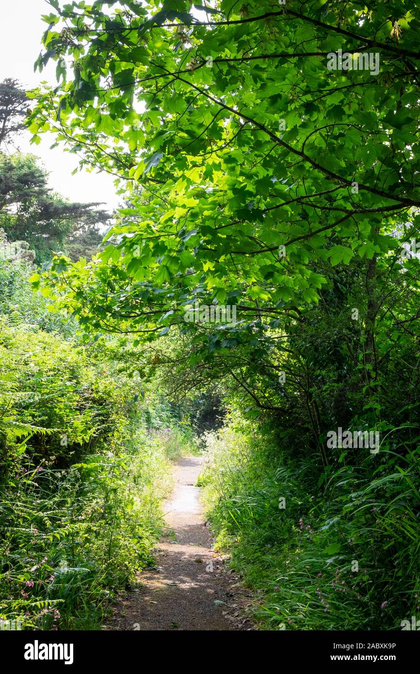 Ancient Holloway green lane near Chivelstone, Devon in early summer ...