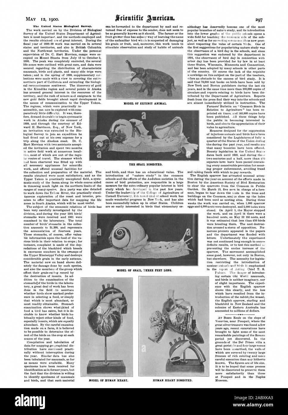 The United States Biological Survey. MODEL OF HUMAN HEART. HUMAN HEART ...