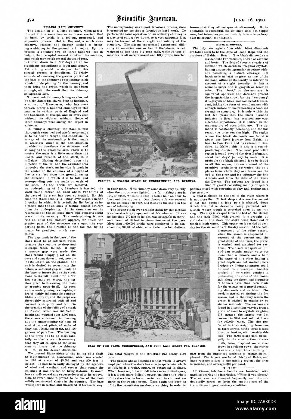 Ready for felling Cut Out Stock Images & Pictures - Alamy