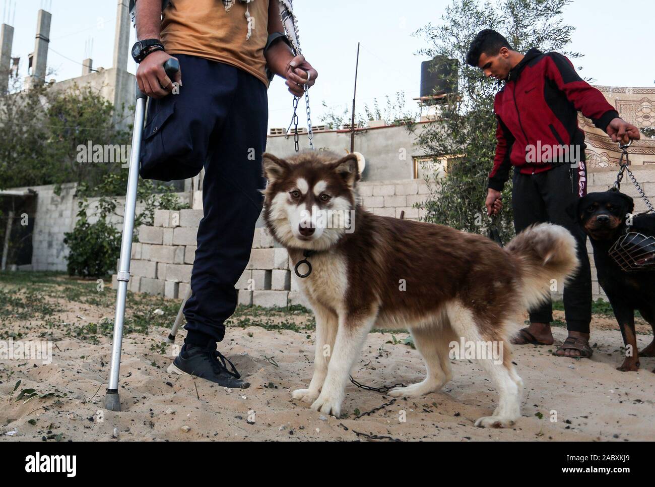 Palestinian train dogs a the yard in the southern Gaza Strip, on Nov 28 ...