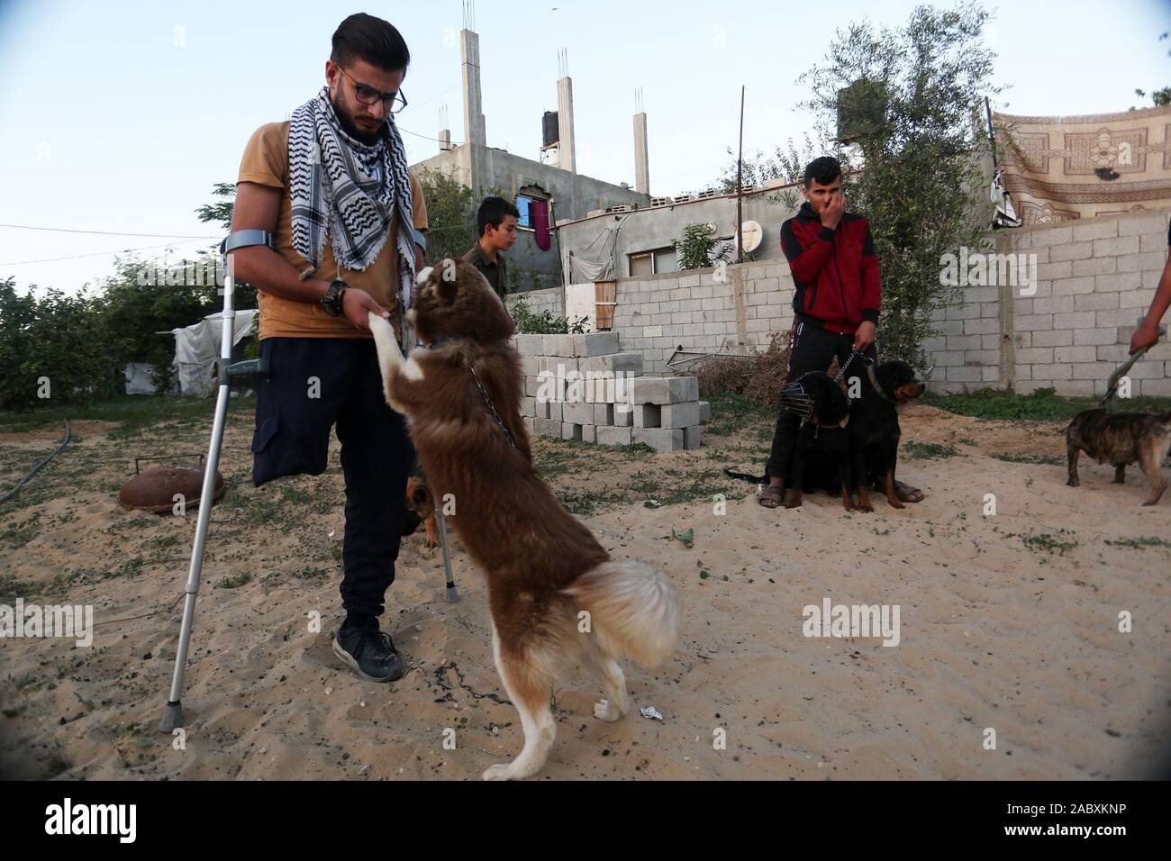 Palestinian train dogs a the yard in the southern Gaza Strip, on Nov 28 ...