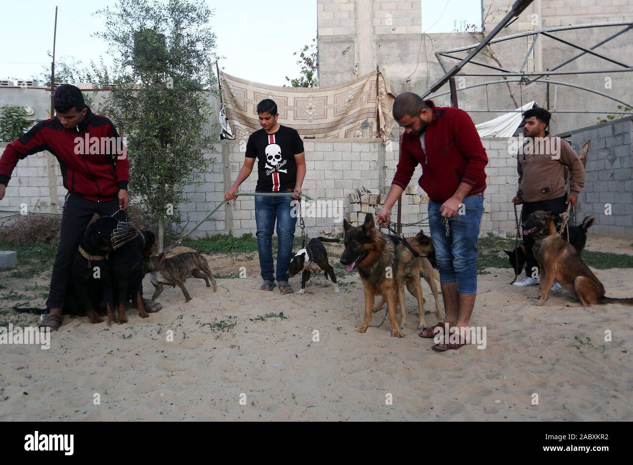 Palestinian train dogs a the yard in the southern Gaza Strip, on Nov 28 ...