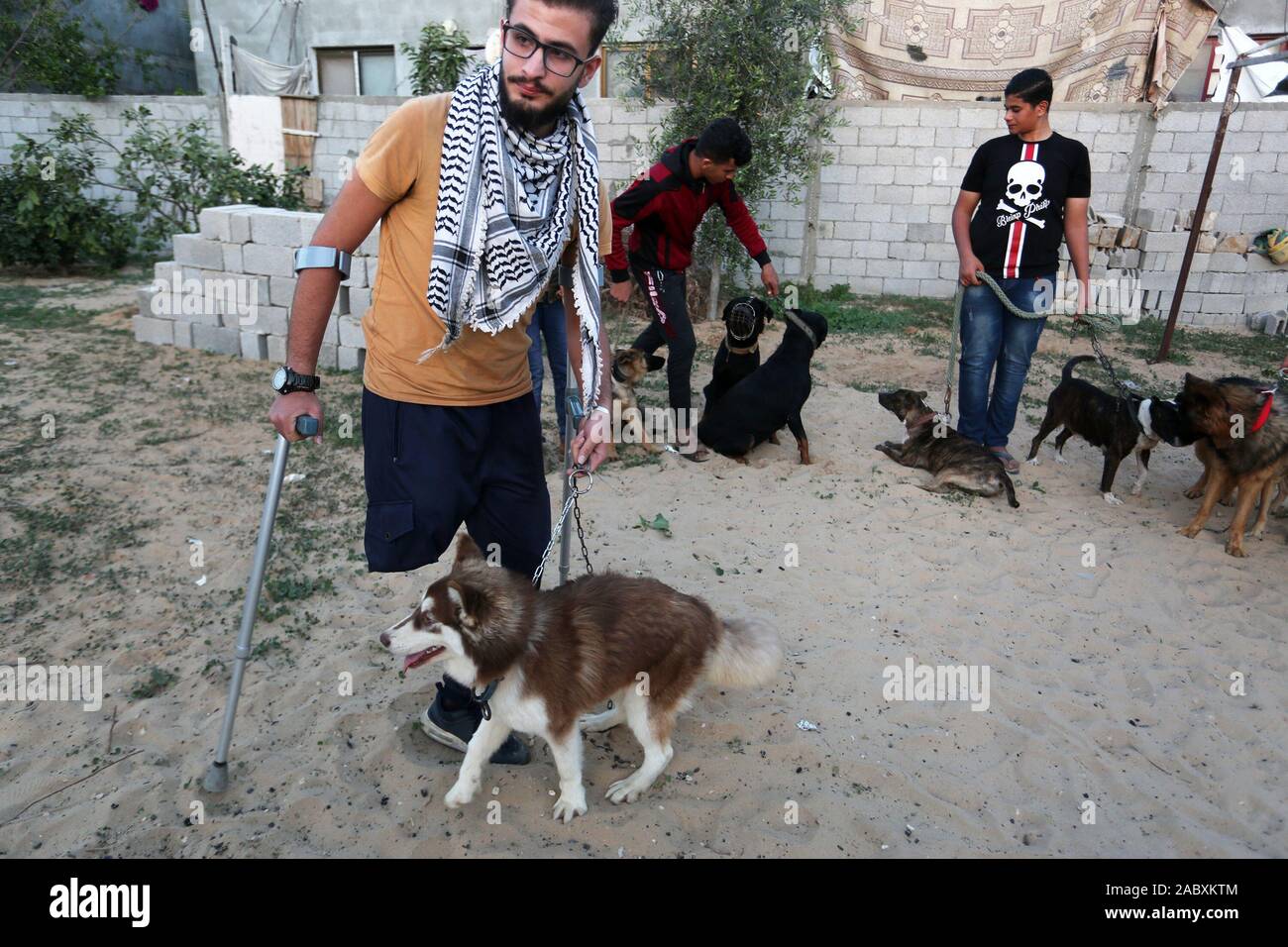 Palestinian train dogs a the yard in the southern Gaza Strip, on Nov 28 ...
