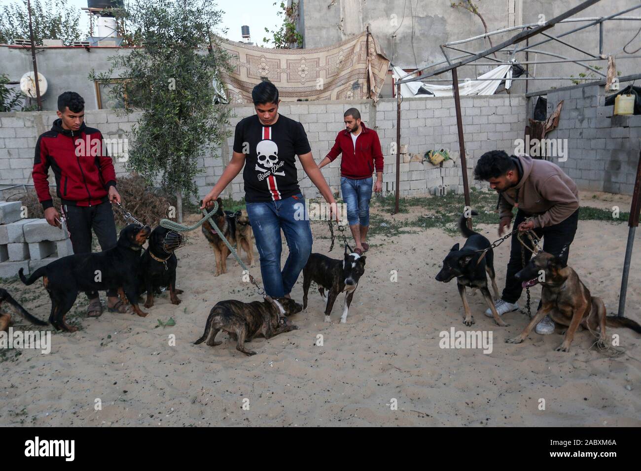 Palestinian train dogs a the yard in the southern Gaza Strip, on Nov 28 ...