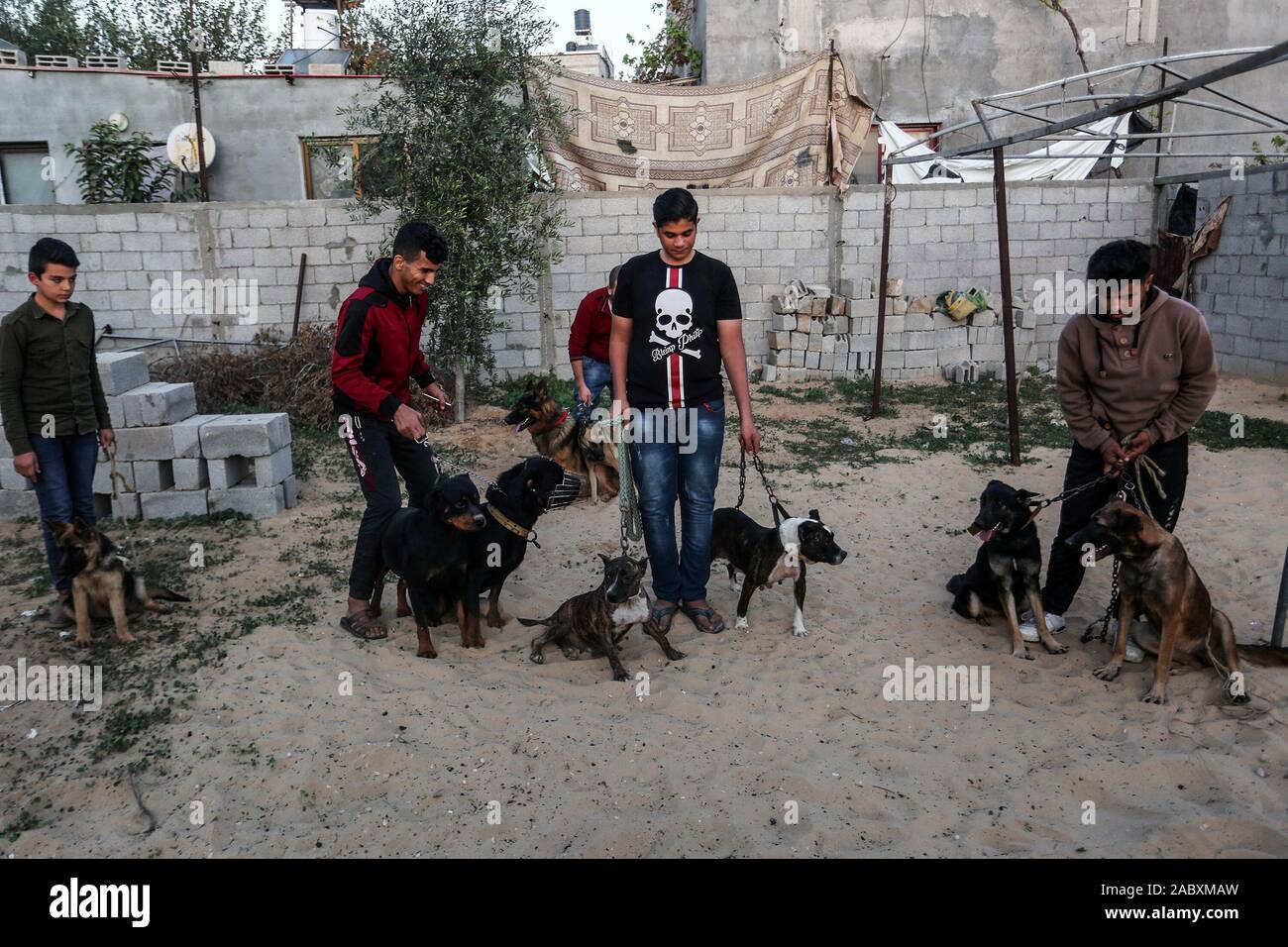 Palestinian train dogs a the yard in the southern Gaza Strip, on Nov 28 ...