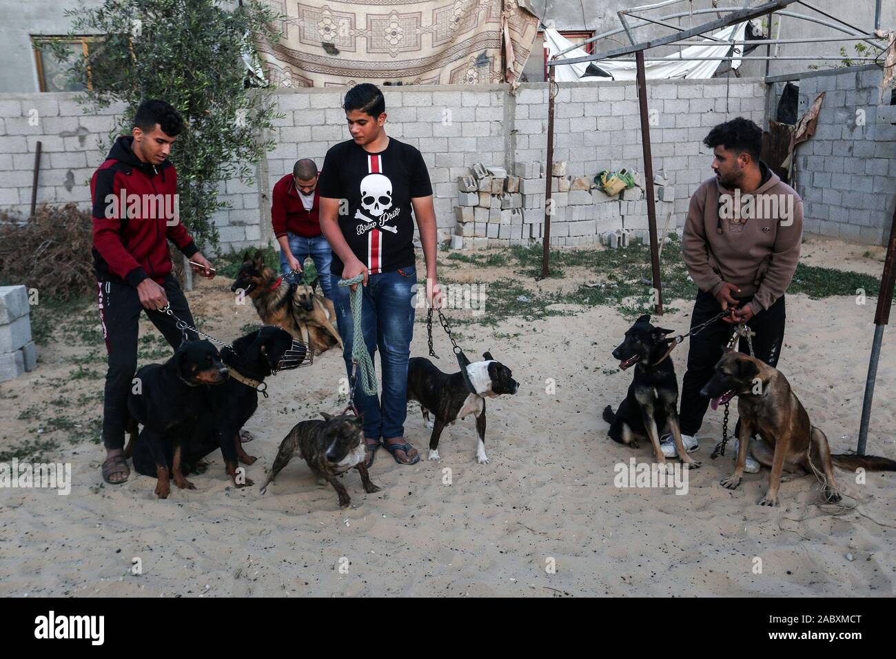 Palestinian train dogs a the yard in the southern Gaza Strip, on Nov 28 ...