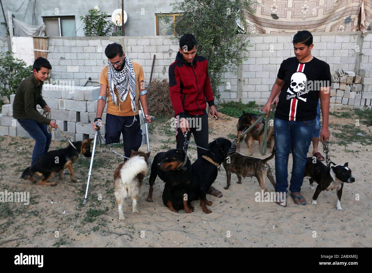 Palestinian train dogs a the yard in the southern Gaza Strip, on Nov 28 ...