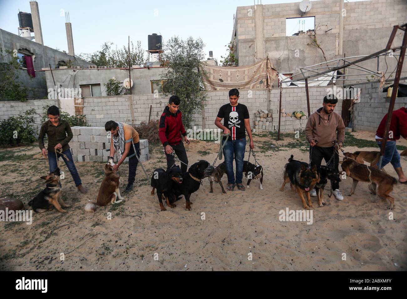 Palestinian train dogs a the yard in the southern Gaza Strip, on Nov 28 ...