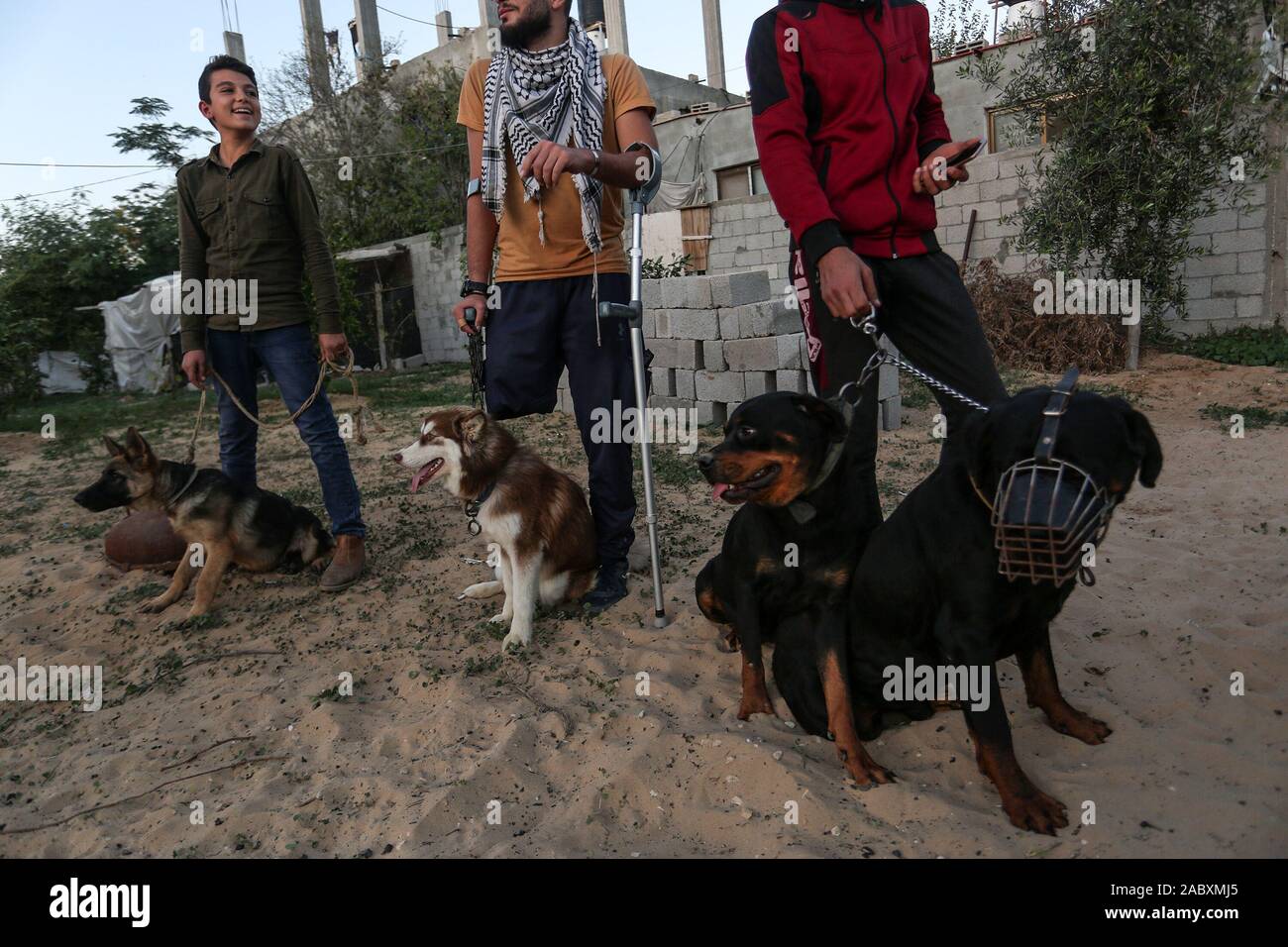 Palestinian train dogs a the yard in the southern Gaza Strip, on Nov 28 ...
