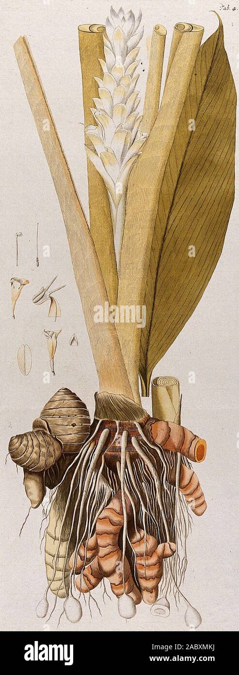 Curcuma drawing hi-res stock photography and images - Alamy