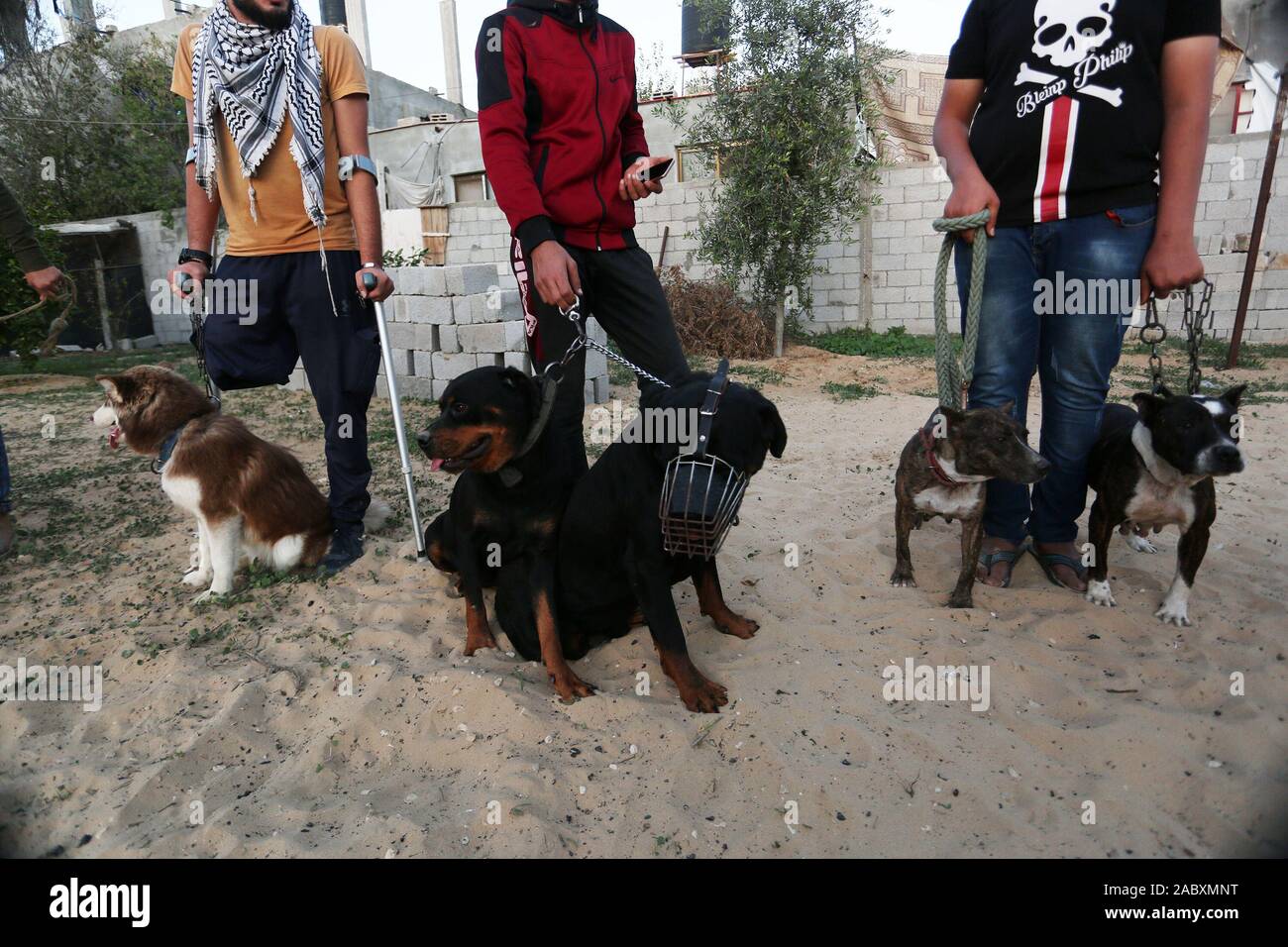 Palestinian train dogs a the yard in the southern Gaza Strip, on Nov 28 ...