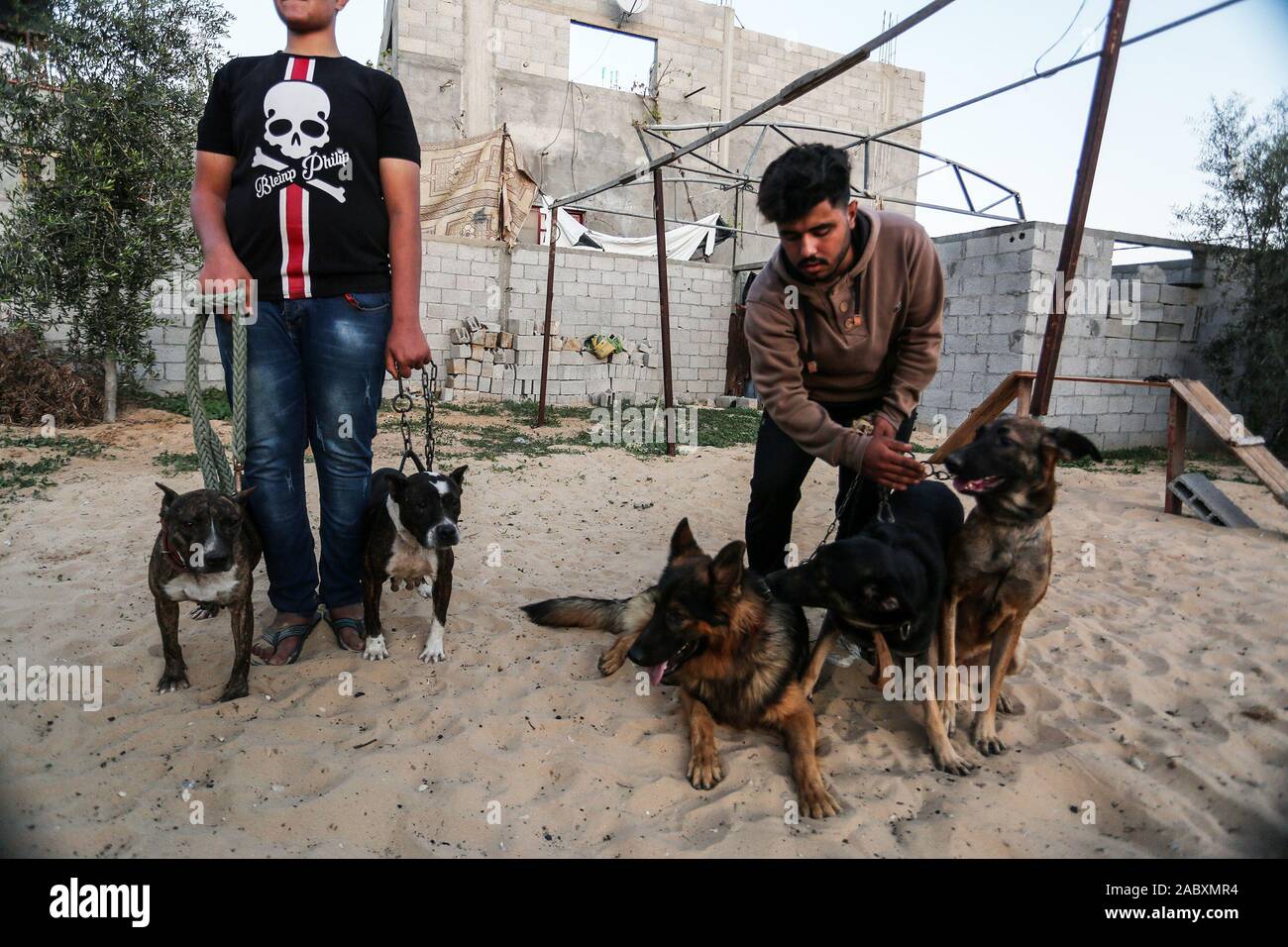 Palestinian train dogs a the yard in the southern Gaza Strip, on Nov 28 ...
