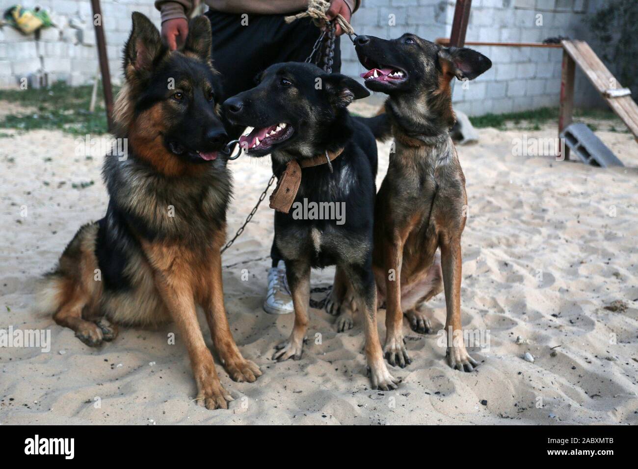 Palestinian train dogs a the yard in the southern Gaza Strip, on Nov 28 ...
