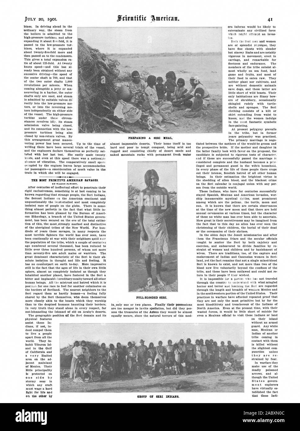 Full blooded seri hi-res stock photography and images - Alamy