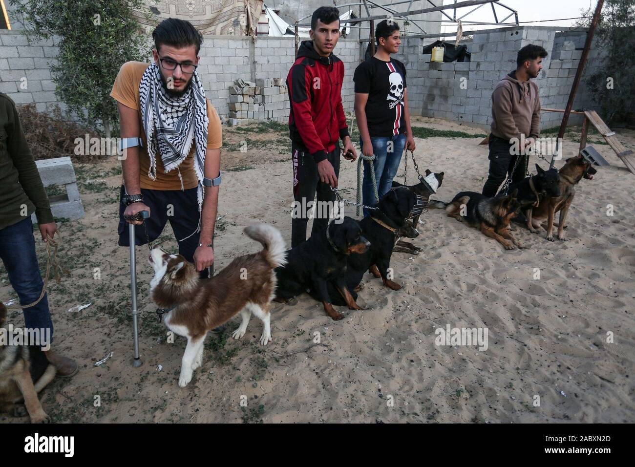 Palestinian train dogs a the yard in the southern Gaza Strip, on Nov 28 ...