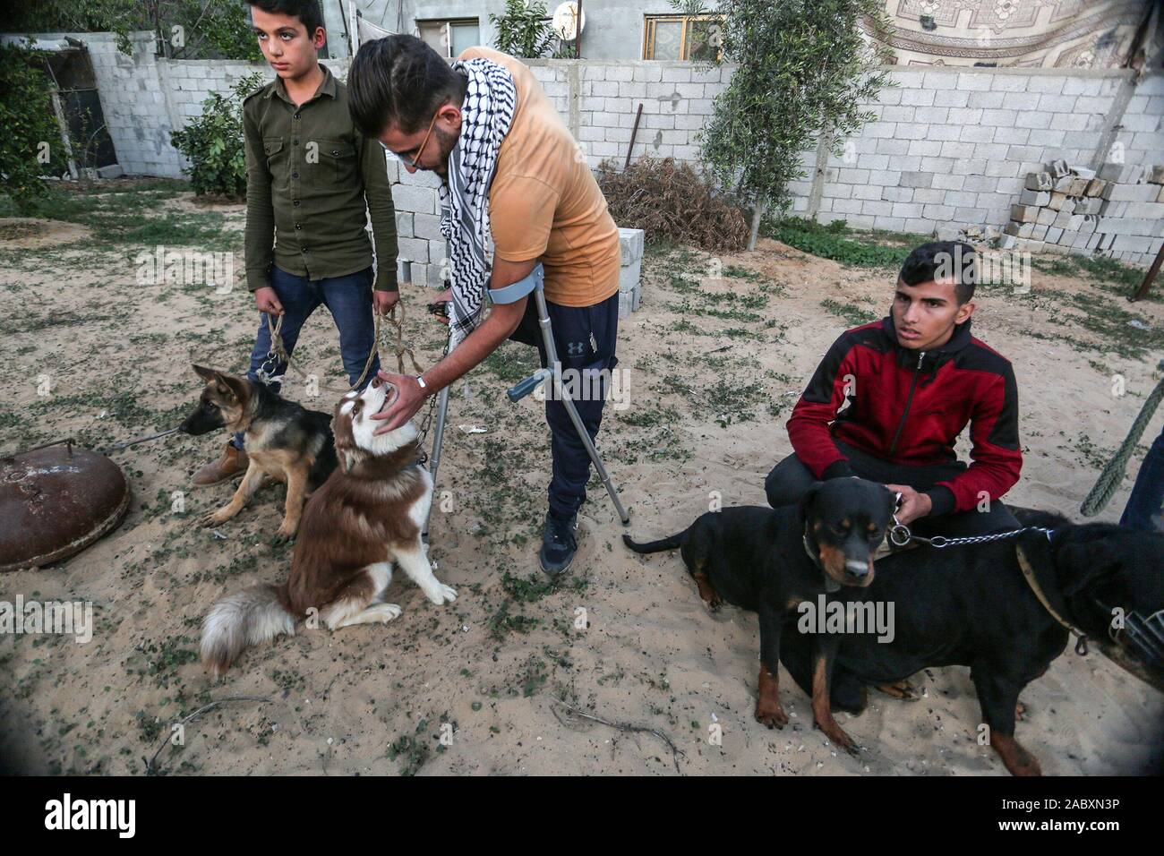 Palestinian train dogs a the yard in the southern Gaza Strip, on Nov 28 ...