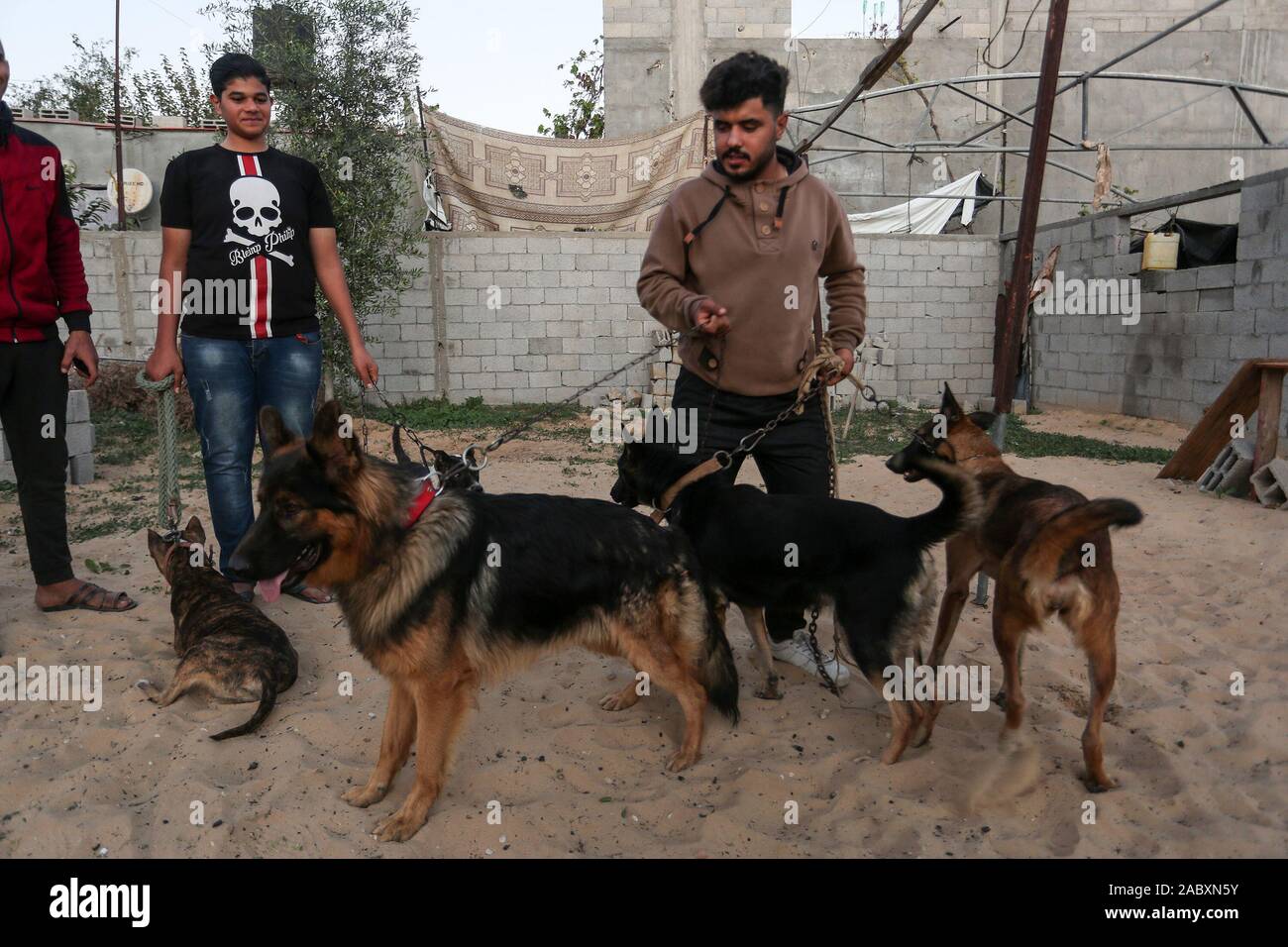 Palestinian train dogs a the yard in the southern Gaza Strip, on Nov 28 ...