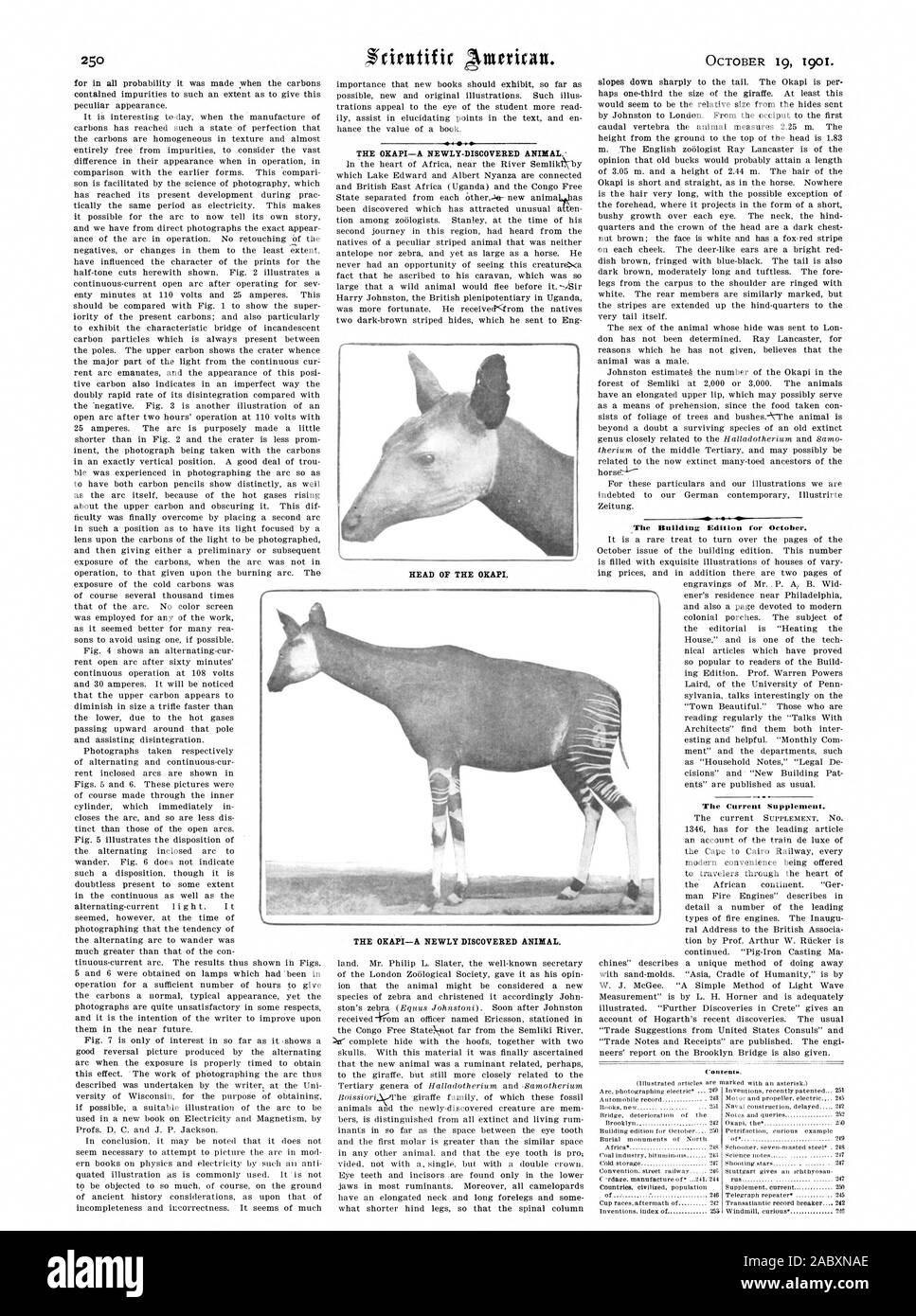 Okapi a newly discovered animal hi-res stock photography and images - Alamy